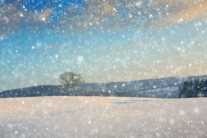 Single Winter Tree in the Field and Snowfall. Stock Image - Image of ...
