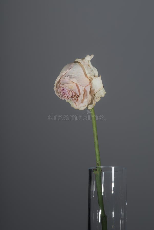 Single Withered Long-stemmed Pink Rose Stock Image - Image of ...