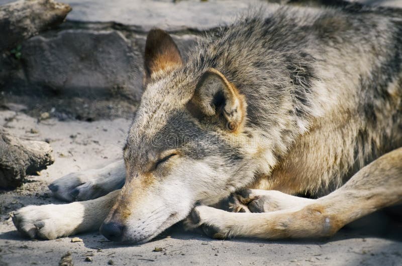 Single Wolf stock photo. Image of canis, nature, grey - 71639042