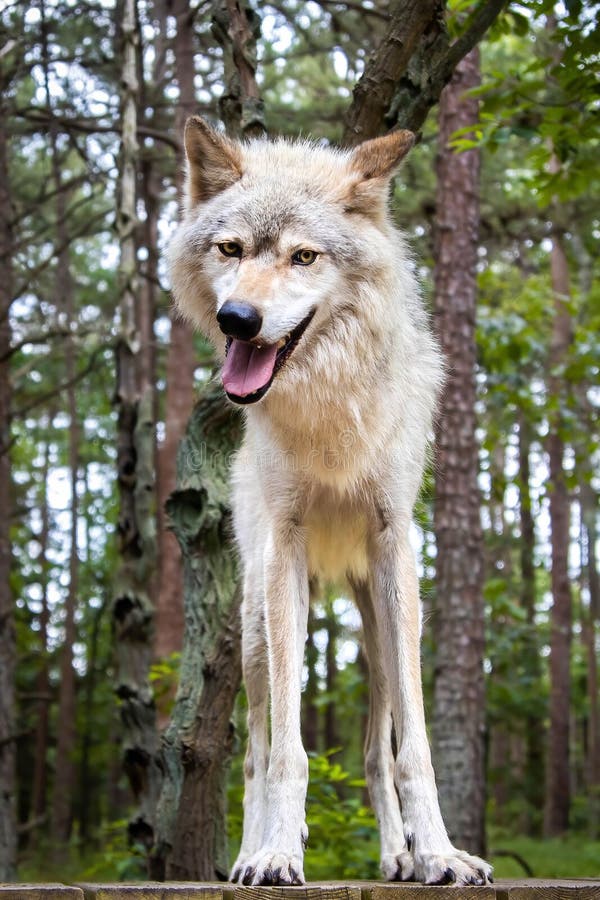 Single Wolf Portrait Close Up Full Size Stock Photo - Image of wolf ...