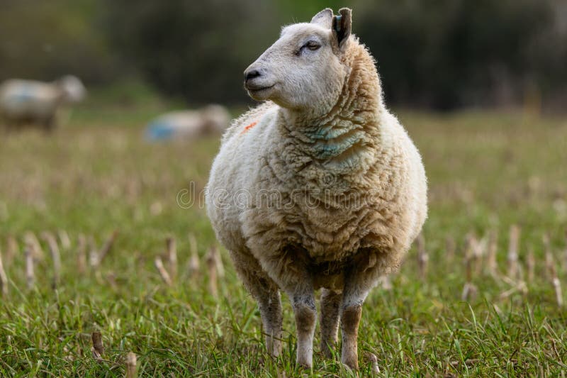 Single sheep standing stock photo. Image of space, copy - 312088454