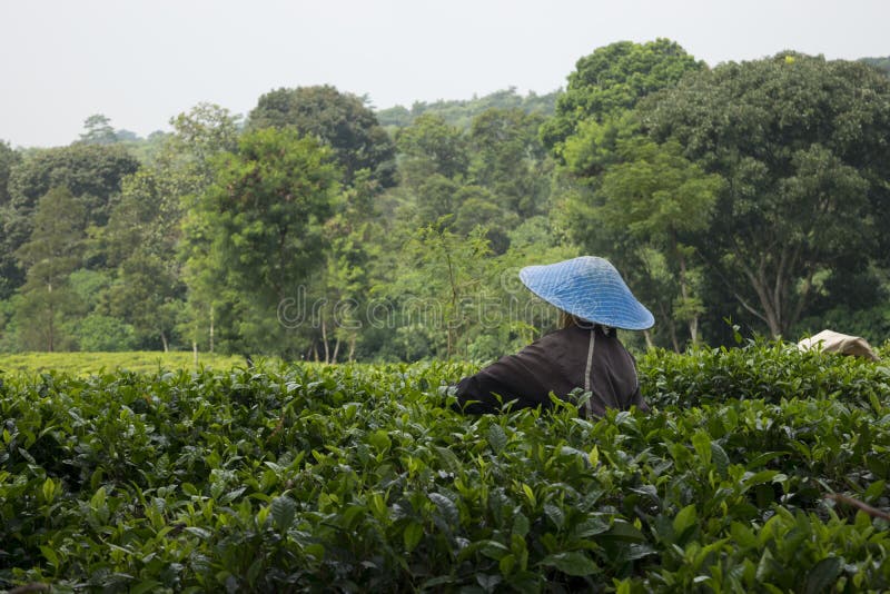 Single Worker at the Tea Plantation Stock Photo - Image of labourer ...
