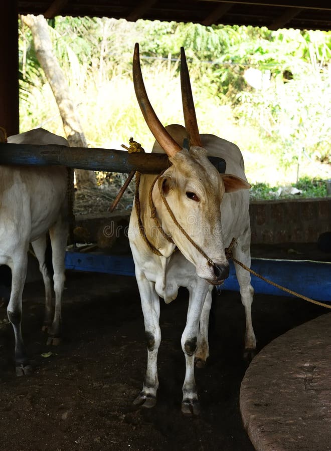 Ox with harness stock image. Image of wagon, beef, harness - 22326321