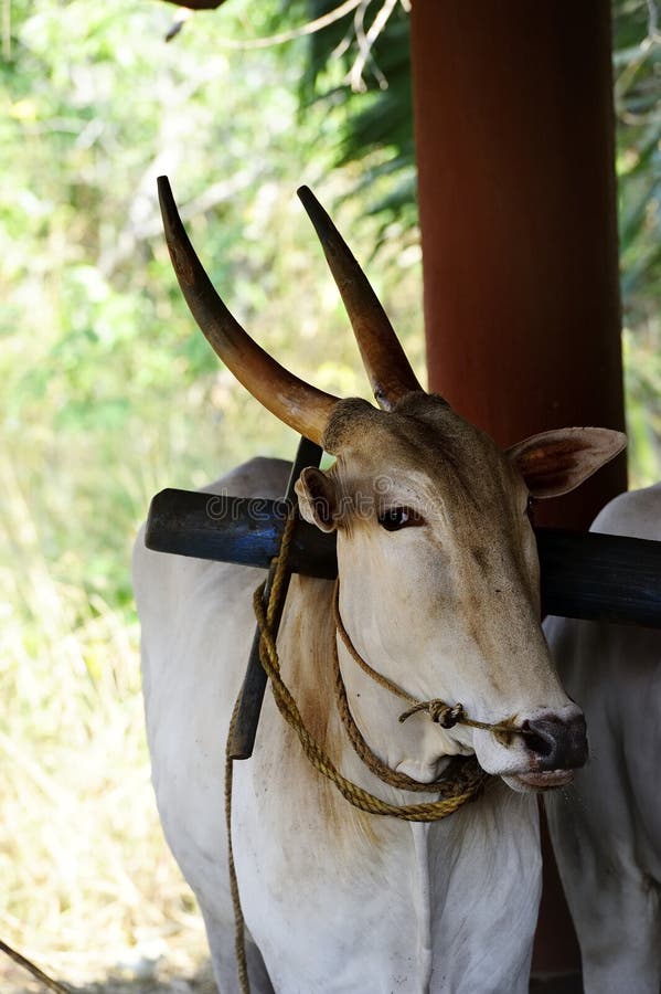 Single working Ox stock photo. Image of oxen, cows, pair - 89156972