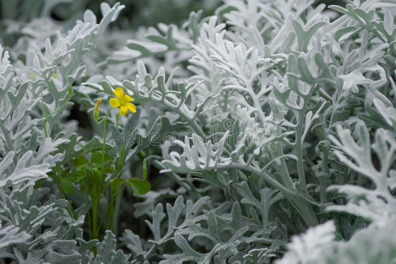 Single Yallow Flower Amid Dusty Miller Leaves Stock Photo - Image of ...