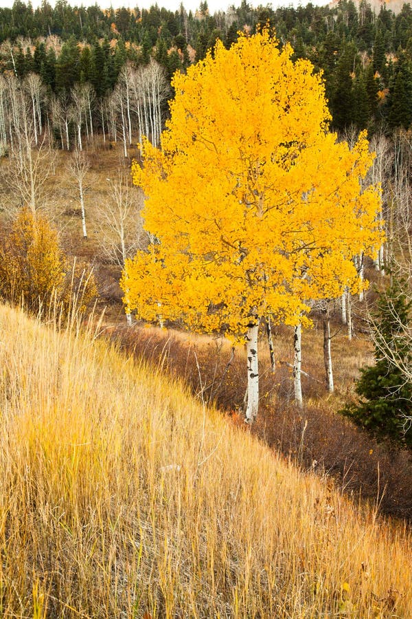 A Single Aspen Leaf On A Branch. A Breeze Will Blow And Autumn Will End ...