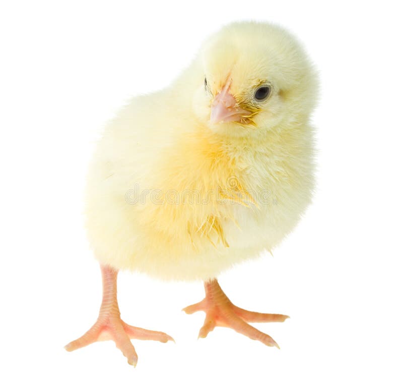 Single yellow chick stock photo. Image of poultry, baby - 9581170