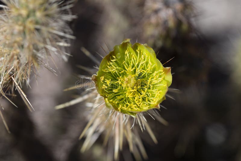 Yellow Cholla Flower in Selective Focus in Foreground Stock Photo ...