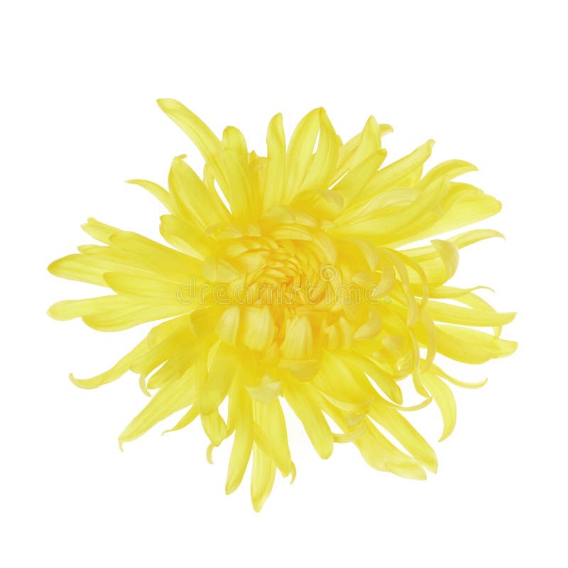 Single Different Colors Chrysanthemum Stock Photo - Image of flower ...