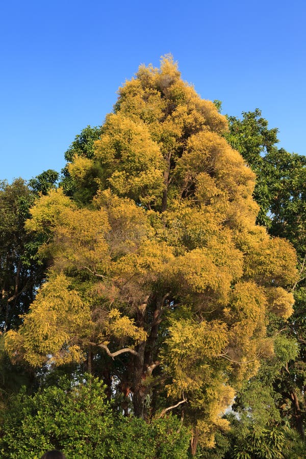 Single Yellow Colored Autumn Tree Stock Image - Image of aspen ...
