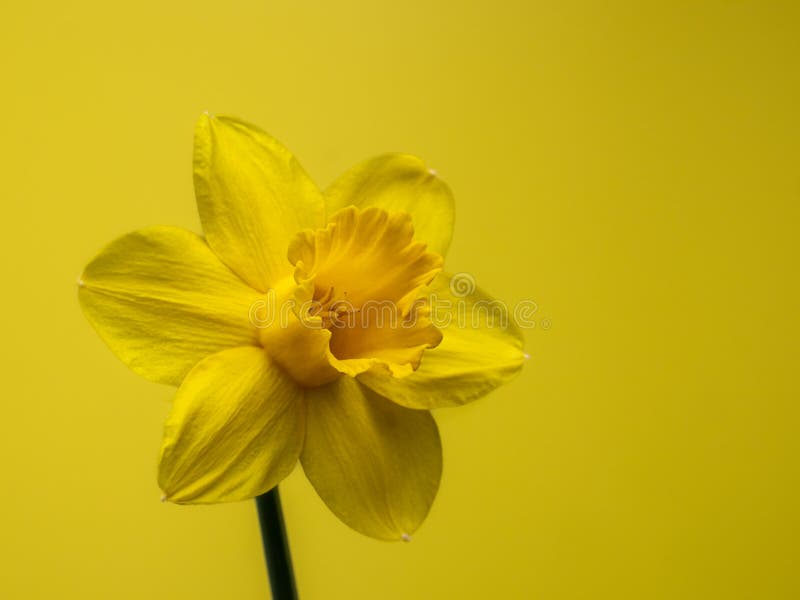 Single Yellow Daffodil on a Yellow Background Stock Image - Image of ...