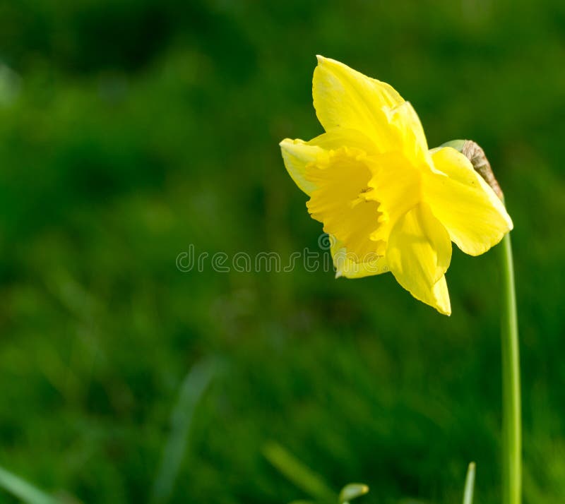 3,820 Single Daffodil Stock Photos - Free & Royalty-Free Stock Photos ...