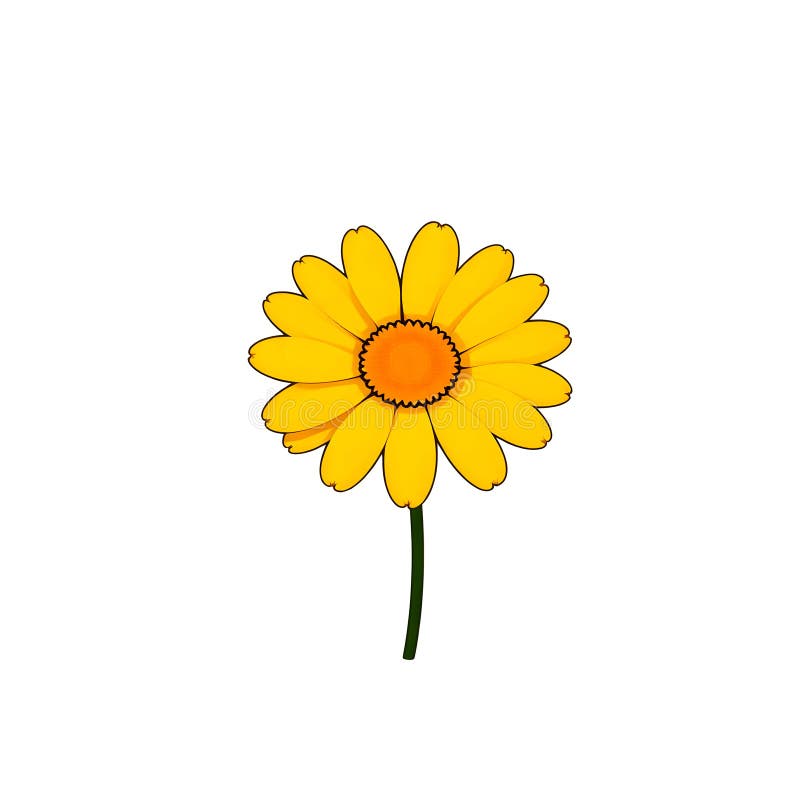 Single Yellow Daisy Flower on White Background Stock Illustration ...