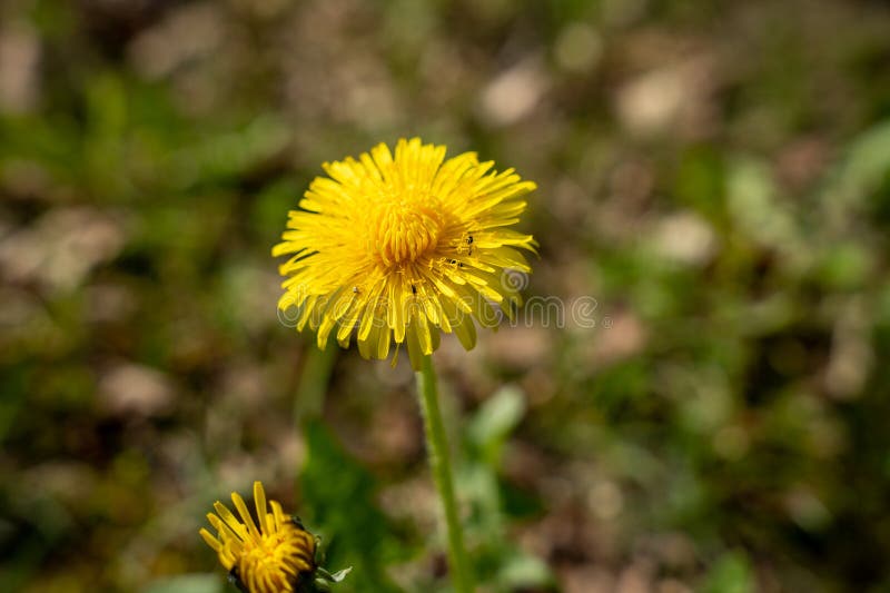Single Yellow Dandelion Flower Bloom in the Green Field at Spring Stock ...