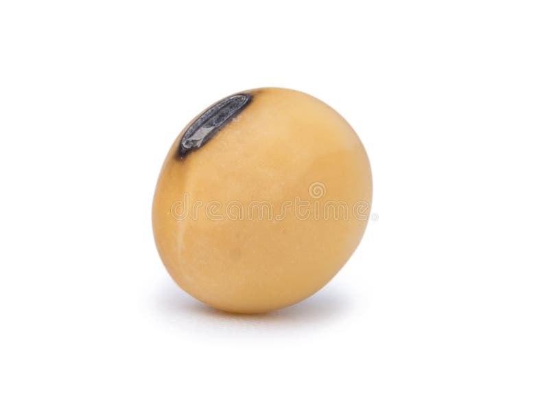 Single Soybean Plant in Field Stock Photo - Image of green, growing ...