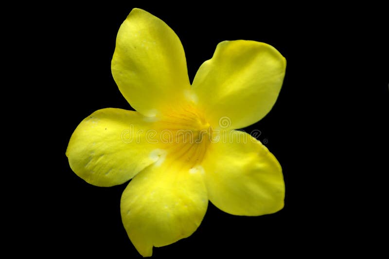 Single Yellow Flower stock image. Image of garden, blossom - 11883947