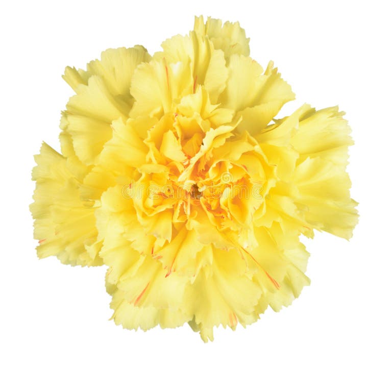 191,101 Single Yellow Flower Stock Photos - Free & Royalty-Free Stock ...