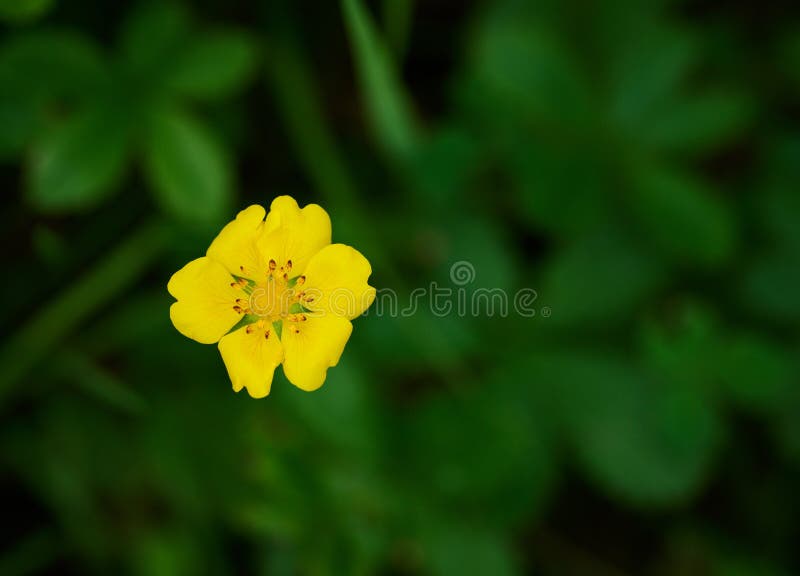 A single yellow flower stock photo. Image of colors - 261146906