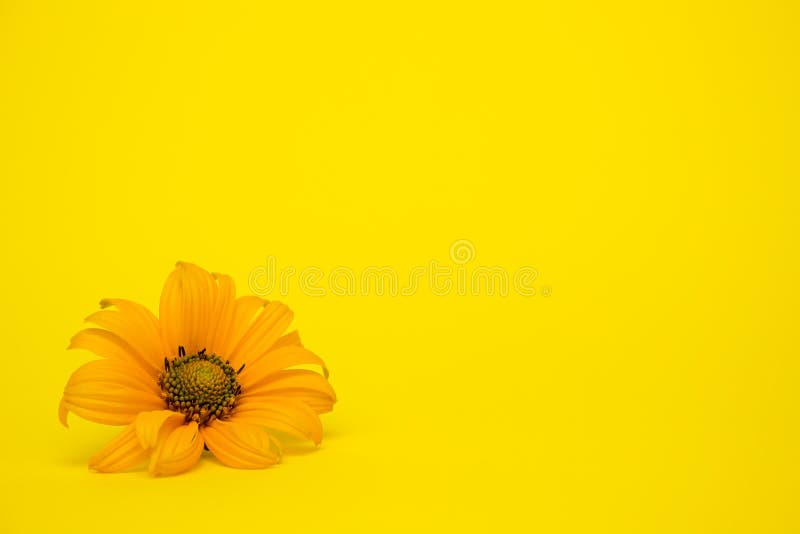 Single Yellow Flower on a Yellow Stock Illustration - Illustration of ...