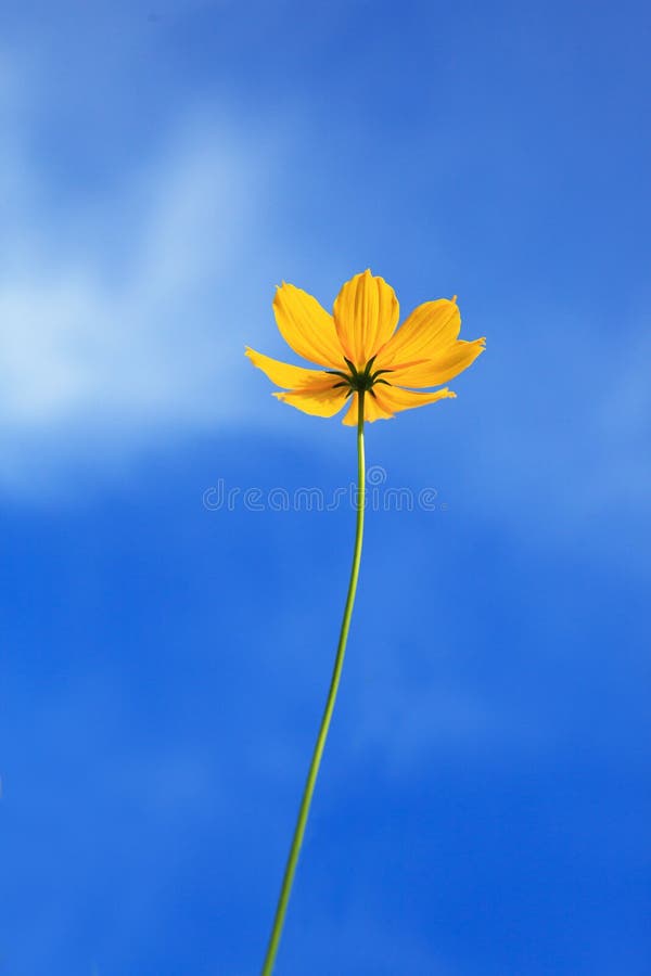 Single Yellow Flower with Clear Blue Sky Background Stock Image - Image ...