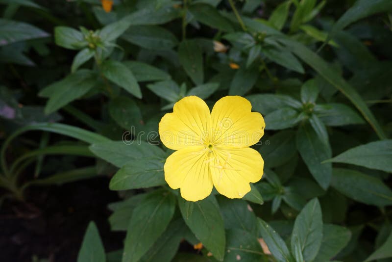 Single Yellow Flower of Evening Primrose Stock Photo - Image of ...