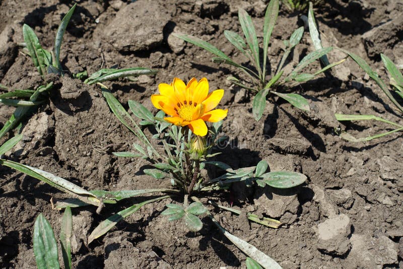 Trailing Gazania with Bright Yellow Flowers with Yellow Centres Stock ...