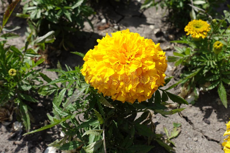 Single Yellow Flower Head of Tagetes Erecta Stock Photo - Image of ...