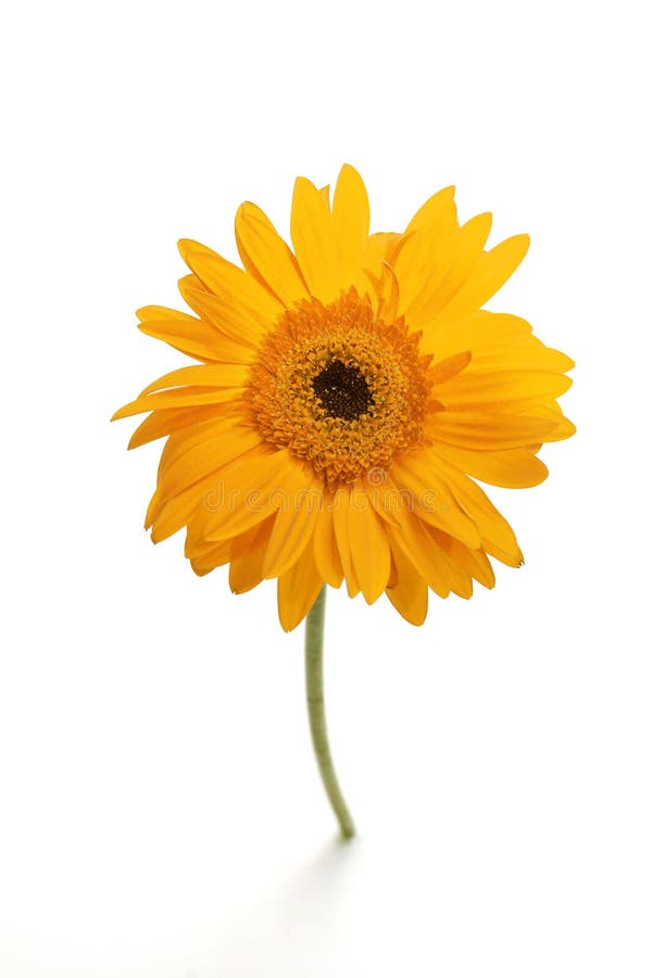 Single yellow gerber daisy stock image. Image of nature - 1976591