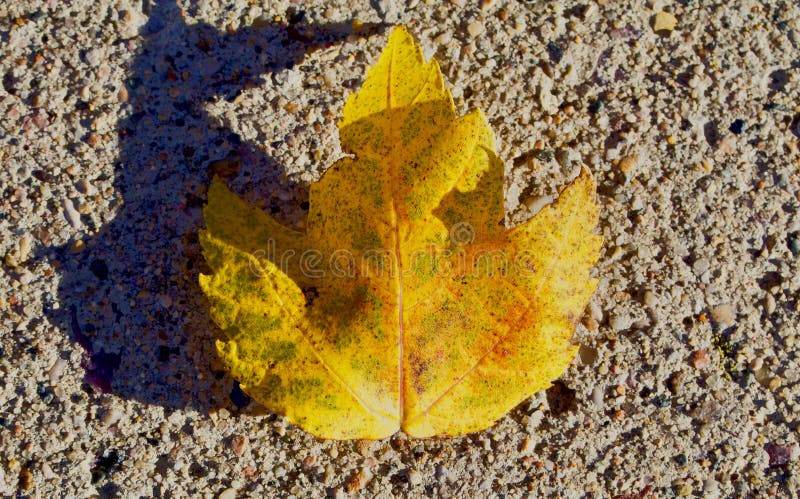 A Single Yellow Green Maple and Shadow Stock Photo - Image of bright ...