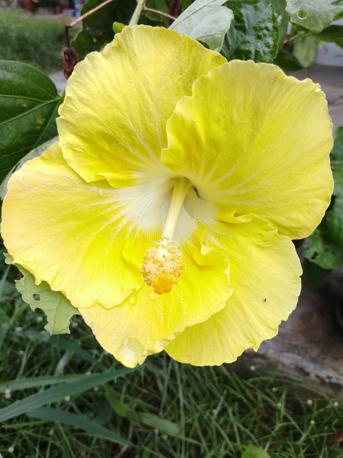 A Single Yellow Hibiscus Blooming in the Garden Stock Photo - Image of ...