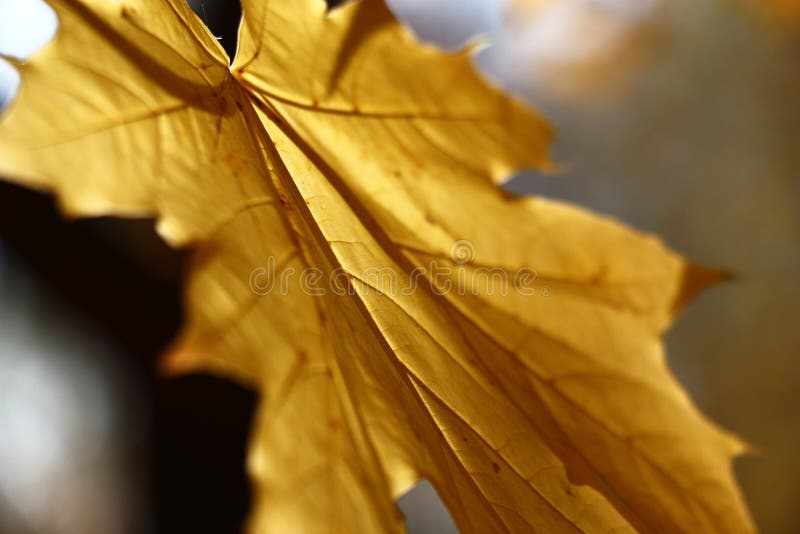 Indian Summer in a Leaf of a Maple. Stock Photo - Image of october ...