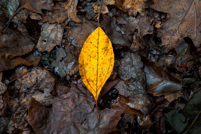 Single Yellow Leaf stock image. Image of dead, single - 102286827