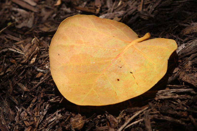 Single Yellow Leaf Resting on the Ground Outdoors Stock Image - Image ...