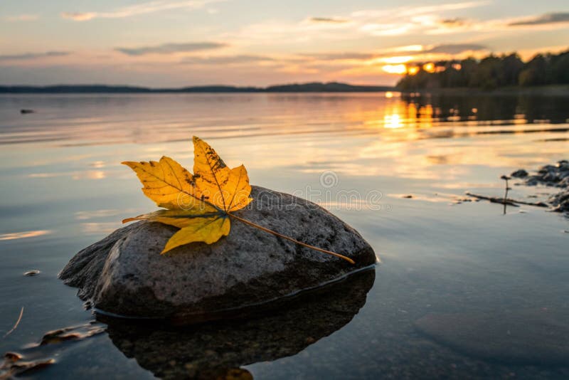 Single Yellow Leaf on a Stone in Calm Water at Sunset -generated by Ai ...