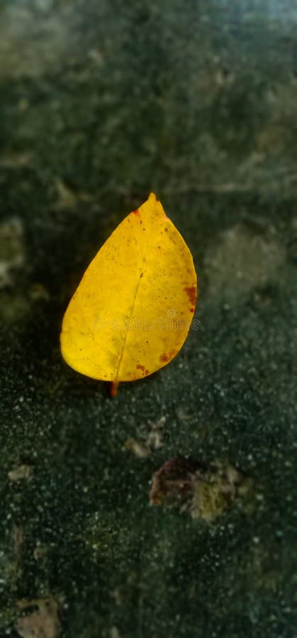 Single Yellow leave stock photo. Image of insect, branch - 264065894