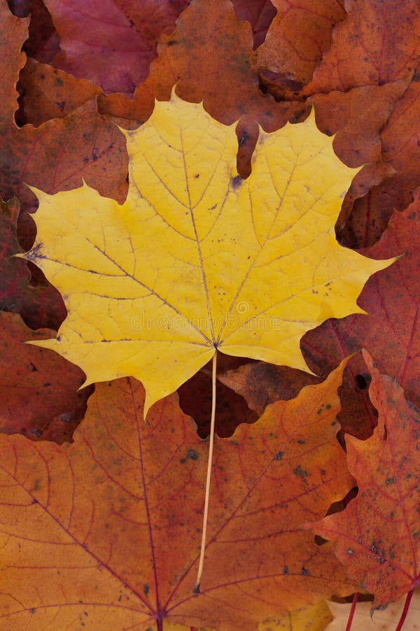 Single Yellow Leave on Autum Foliage Stock Image - Image of color ...
