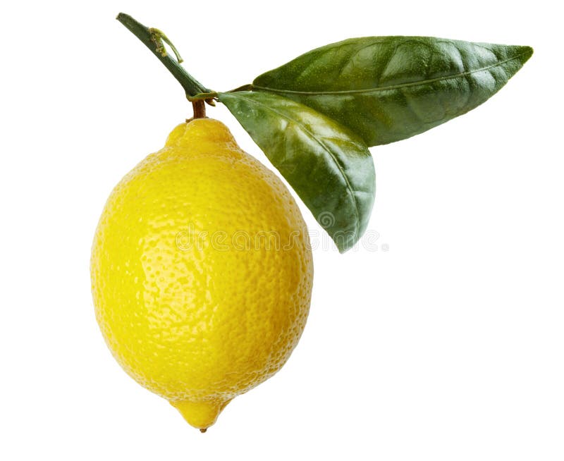 Lemon with stem stock photo. Image of fruit, yellow, fresh - 1803964