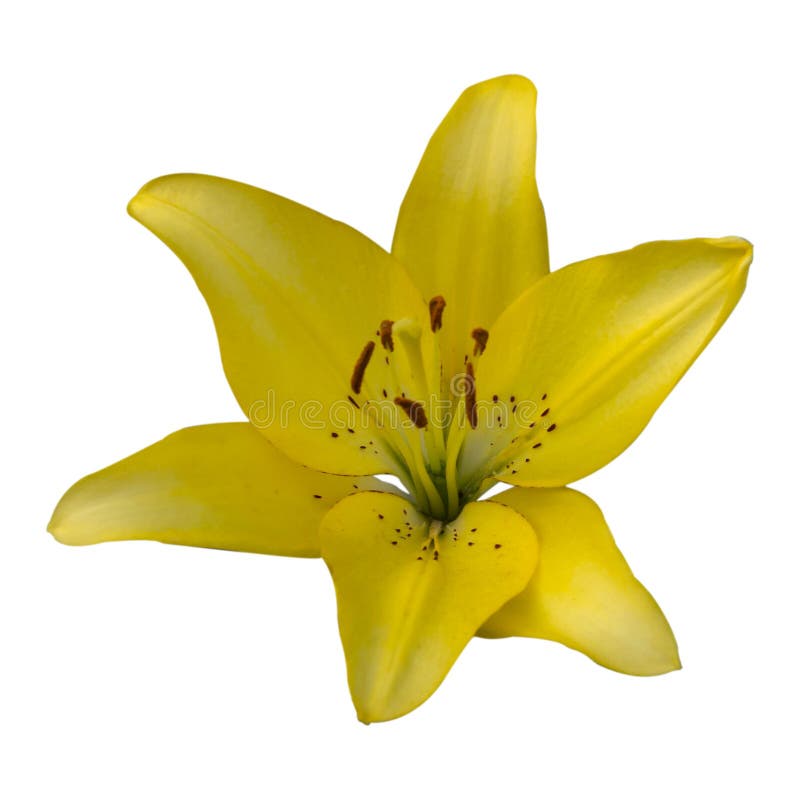 Elegant Yellow Lily Flower Isolated on White Background Stock Image ...