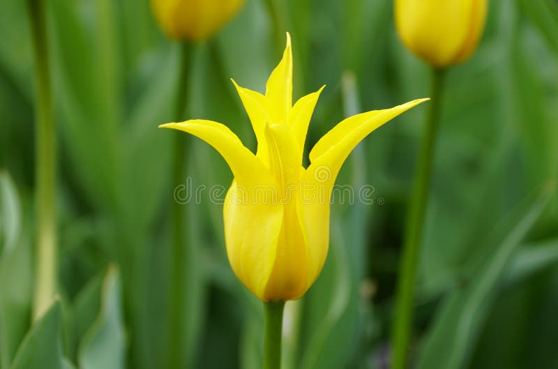A Single Yellow Lily Tulip Flowers at Full Bloom Stock Photo - Image of ...