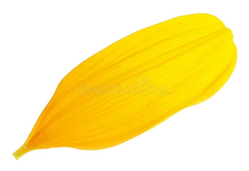 Single Petal of Sunflower Isolated on White Background Stock Photo ...