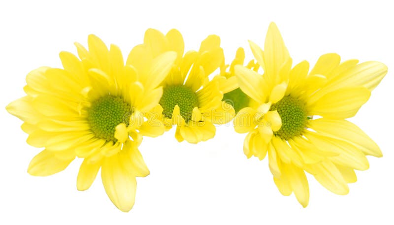 Single yellow pompon daisy stock photo. Image of macro - 18395350