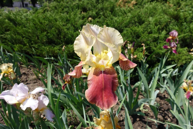 Single Yellow and Red Flower of Iris Stock Photo - Image of bloom ...