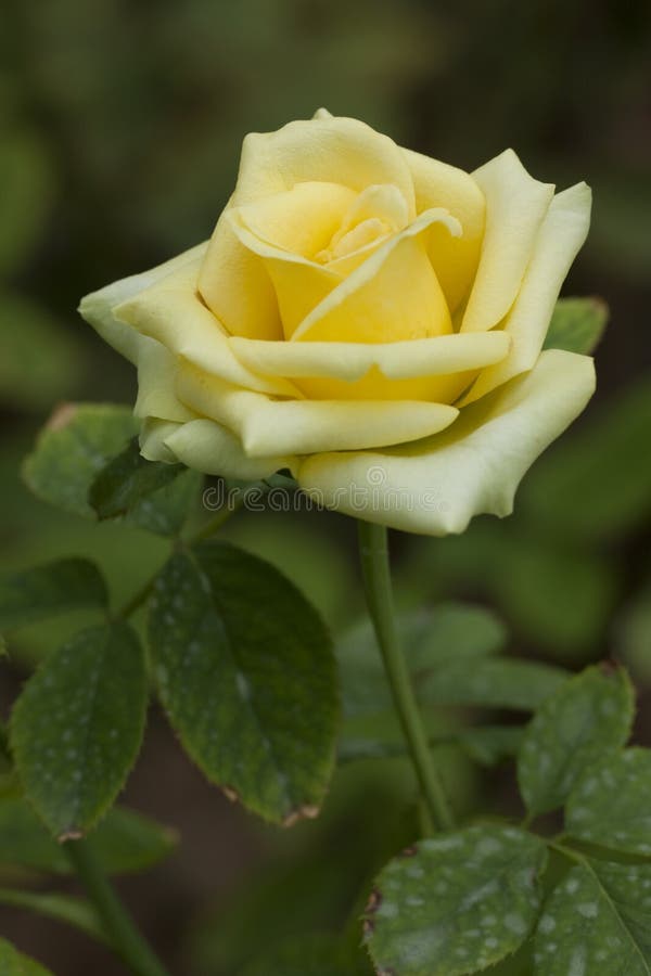 Single yellow rose stock photo. Image of yellow, green - 24397568