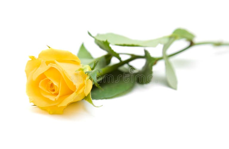 Single yellow rose stock photo. Image of branch, petals - 16438376