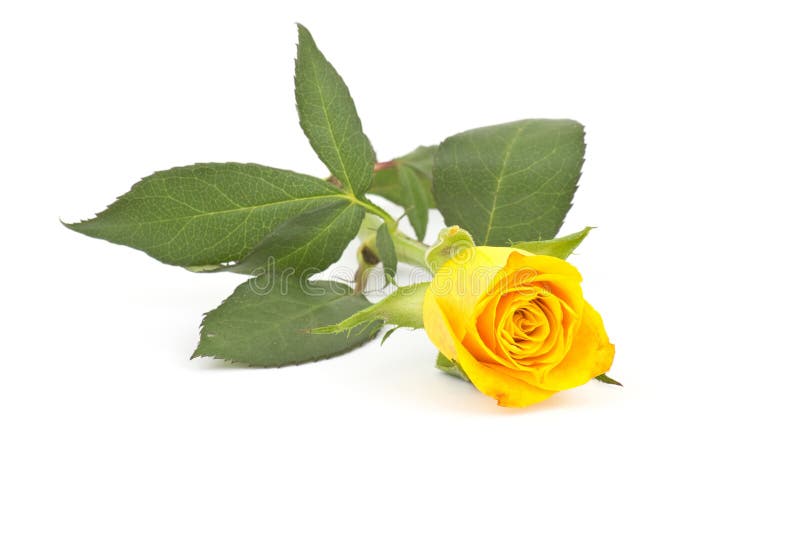 Single yellow rose stock photo. Image of yellow, green - 24397568