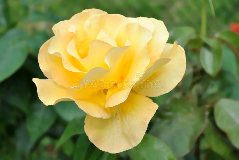 Single yellow rose stock image. Image of plant, angiosperms - 38297615