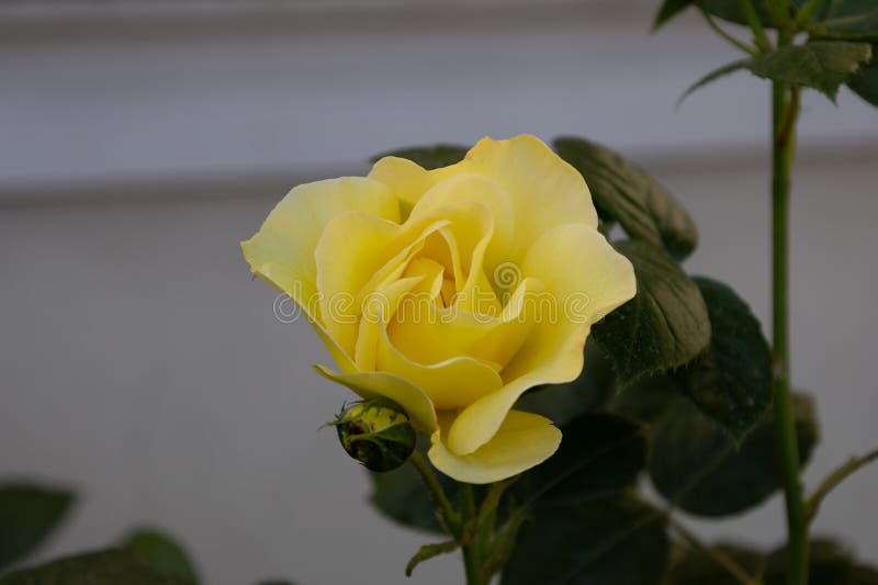 Single yellow rose stock photo. Image of yellow, green - 24397568