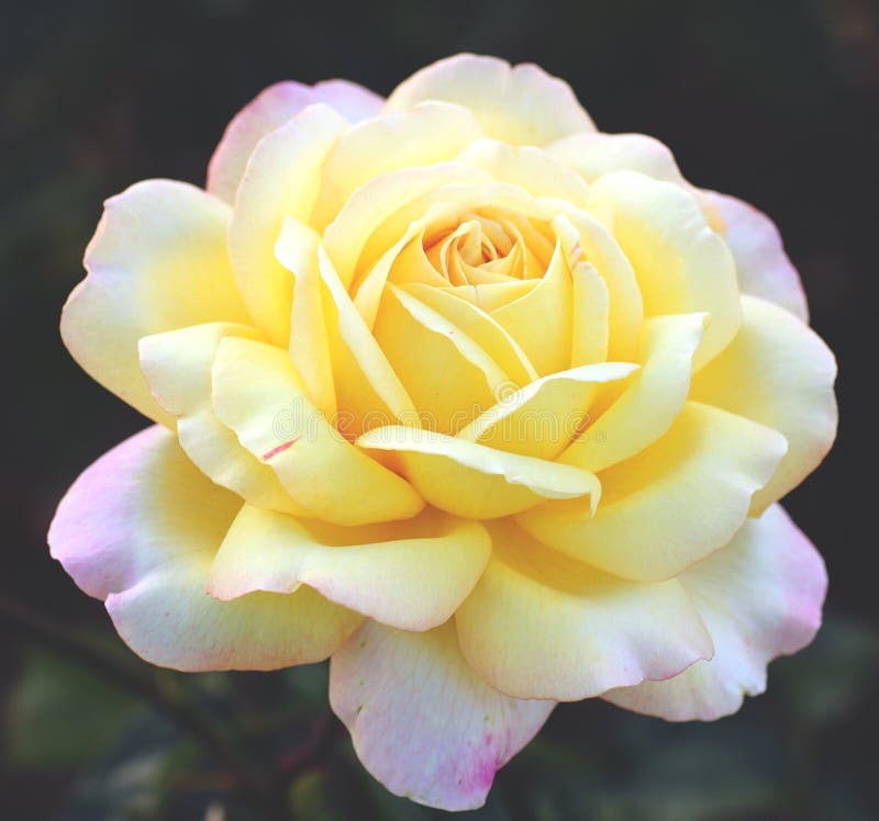 Single yellow rose stock photo. Image of yellow, green - 24397568