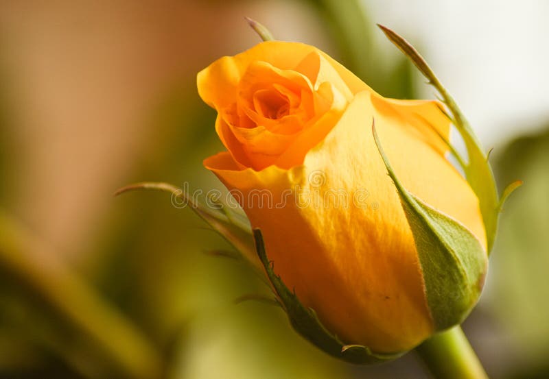 Single Yellow Rose Wallpaper
