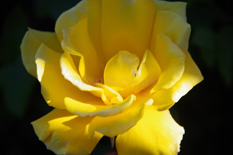 Single Yellow Rose stock image. Image of fully, grizzlies - 113105837